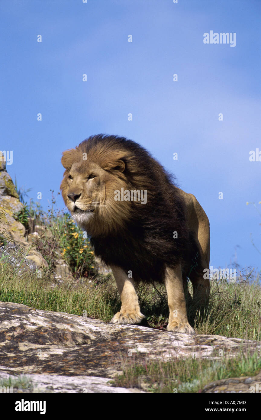 Lion sideways hi-res stock photography and images - Alamy