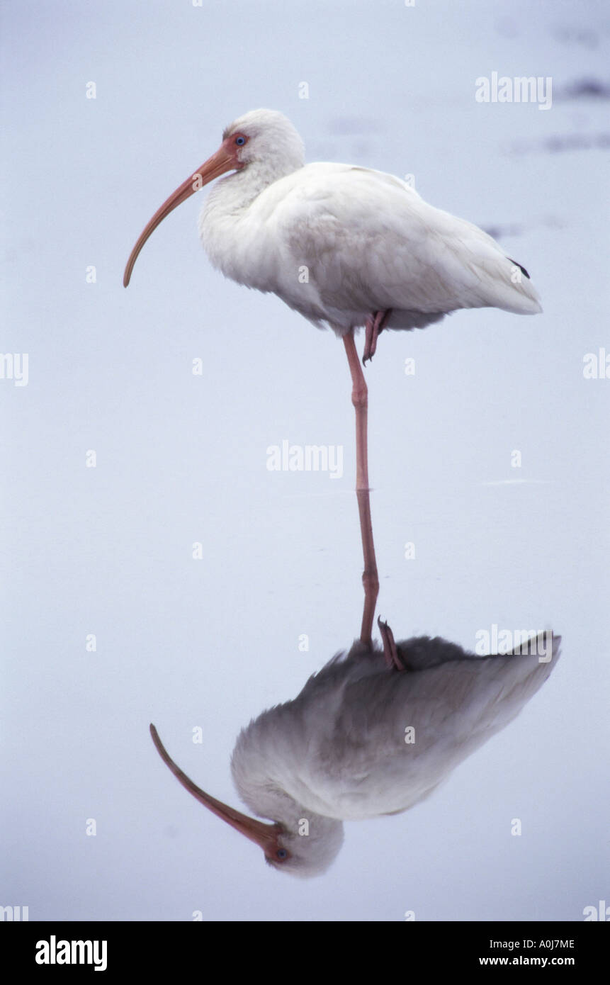 Ibis standing on one leg hi-res stock photography and images - Alamy