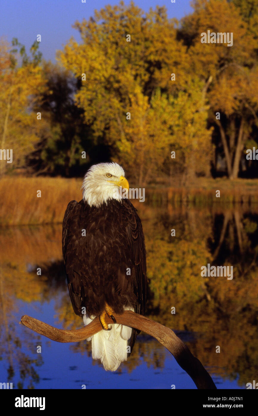 Bald eagle looking around hi-res stock photography and images - Alamy