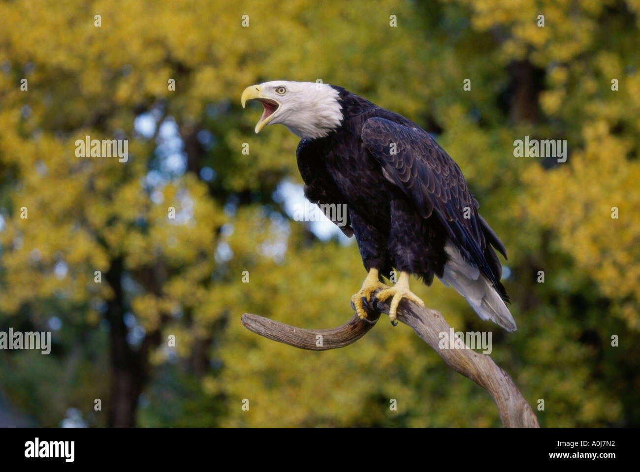 Eagle branch hi-res stock photography and images - Alamy