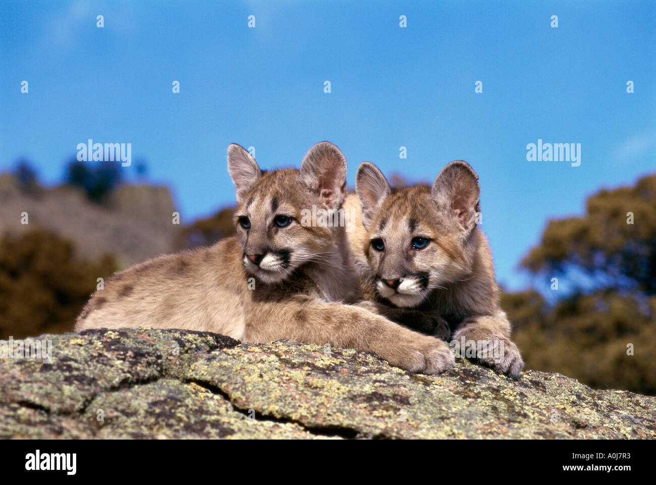 Cougars Cub Hi Res Stock Photography And Images Alamy