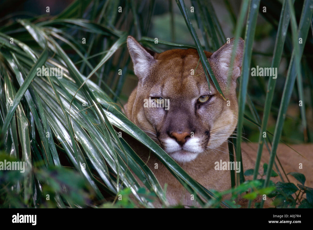 Close up cougar face in hi-res stock photography and images - Alamy