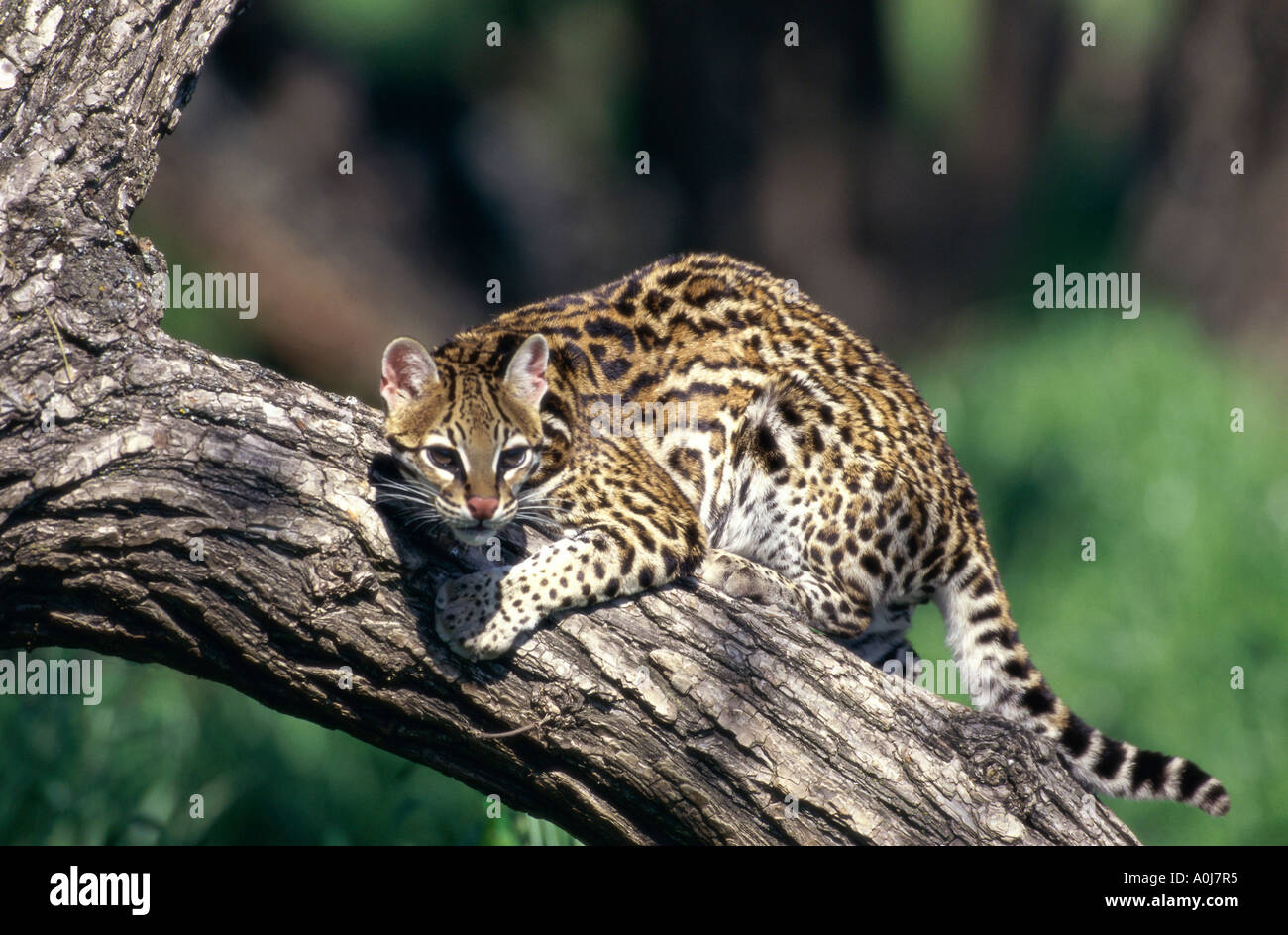 Ocelot hunting hi-res stock photography and images - Alamy
