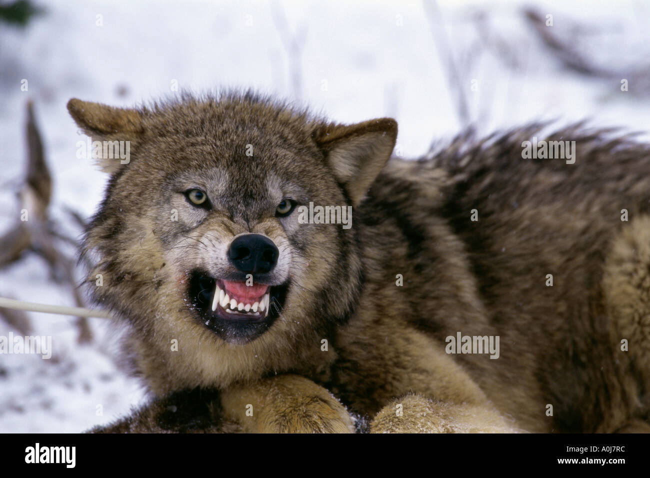 Wolf teeth face hi-res stock photography and images - Alamy