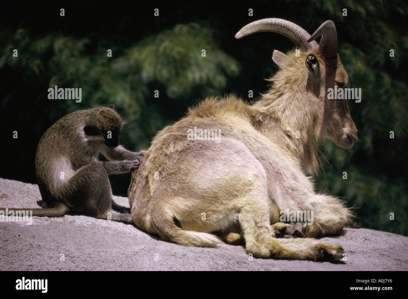 Green guenon hi-res stock photography and images - Alamy