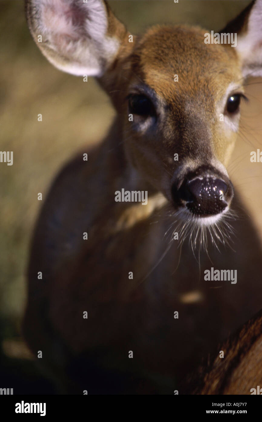 White tailed deer fawn face hi-res stock photography and images - Alamy