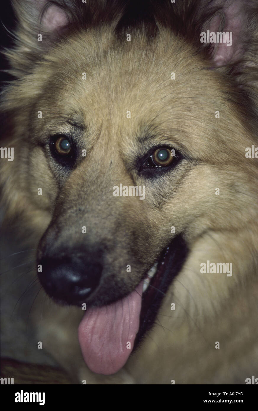 German Shepherd Malamute Mix Stock Photo - Alamy