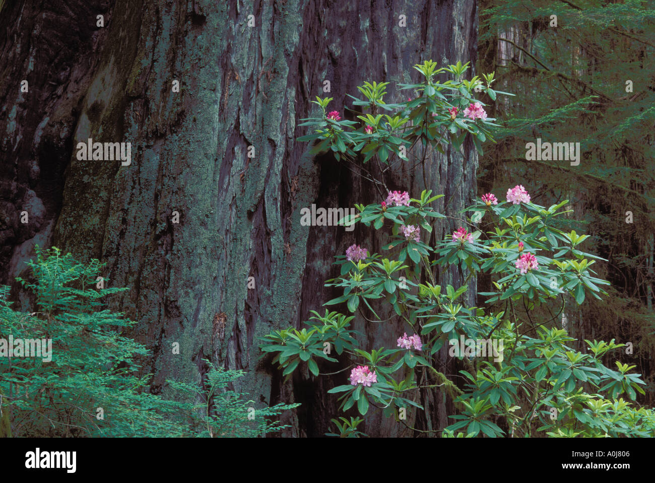 Rhododendron giant redwood tree hi-res stock photography and images - Alamy