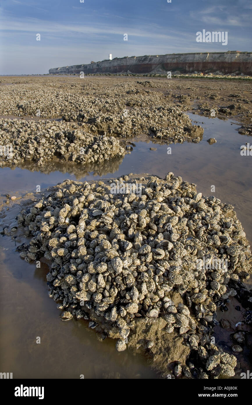 Mussel Beds Hunstanton Norfolk UK November Stock Photo - Alamy
