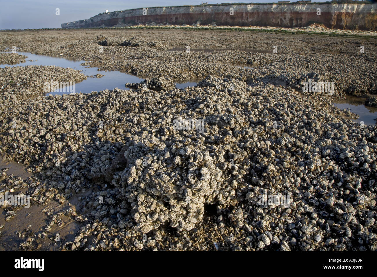 Mussel Beds Hunstanton Norfolk UK November Stock Photo - Alamy