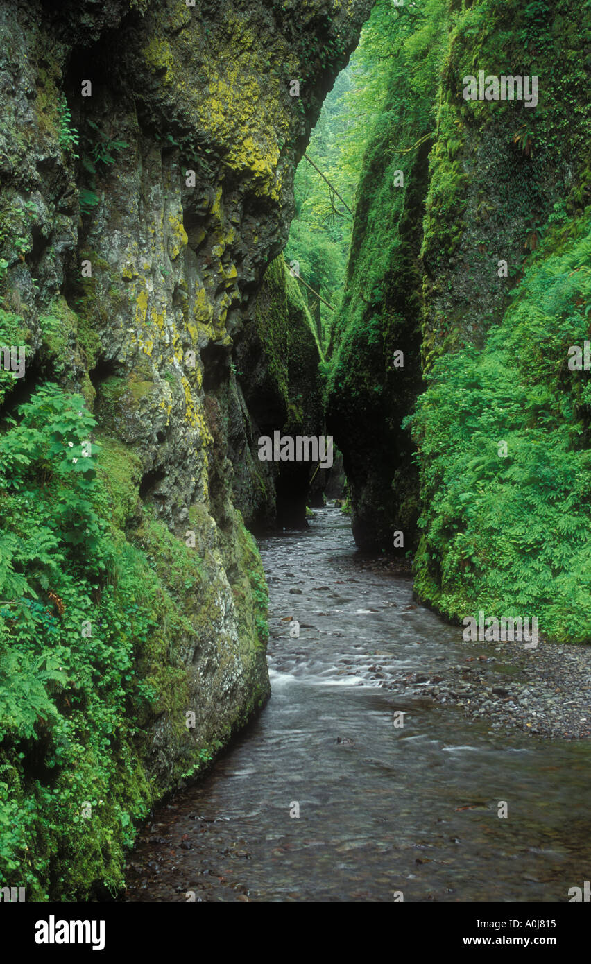 Oneonta Gorge a botanical preserve in the Columbia River Gorge National ...