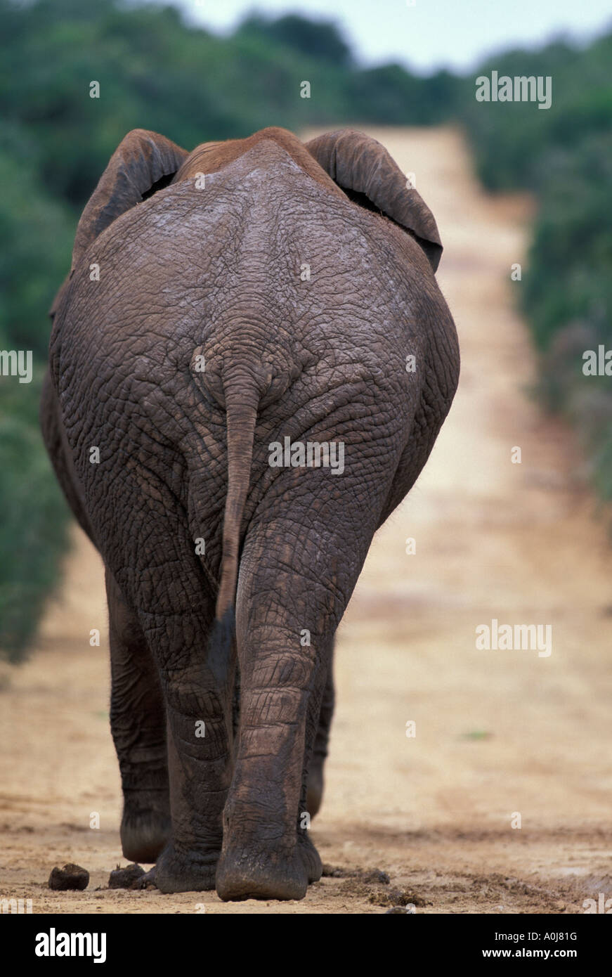 Adult elephant from the back hi-res stock photography and images - Alamy