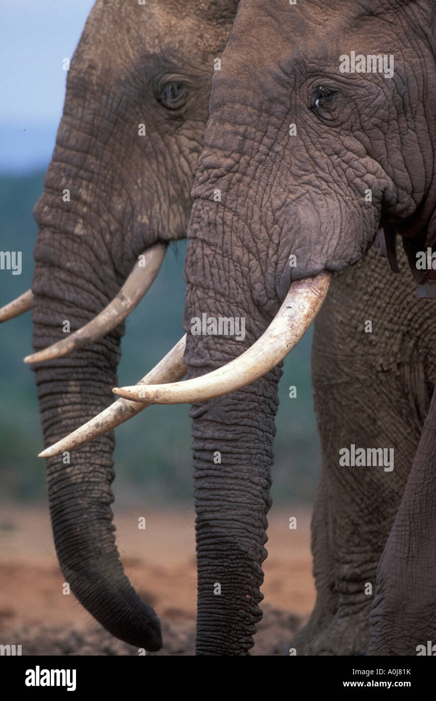 South Africa Addo Elephant National Park Bull Elephants Loxodonta ...