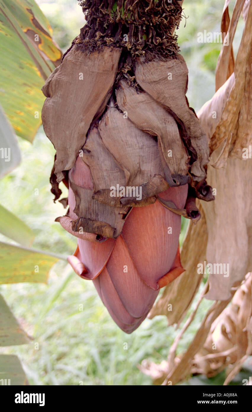 musa musaceae acuminata cavendishiensete velutina banana flowering ...