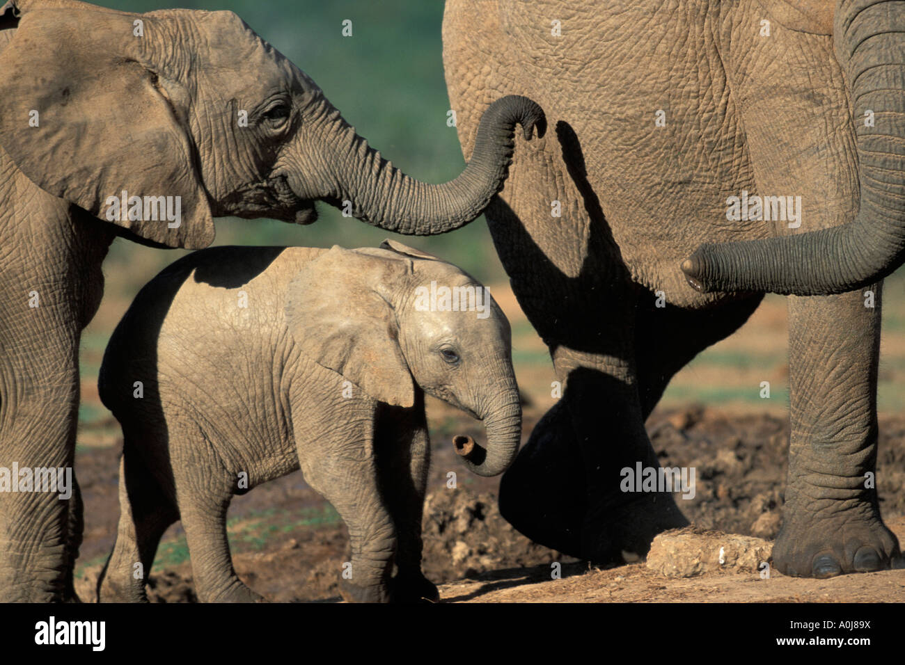 South Africa Addo Elephant National Park Elephant cow and calf ...