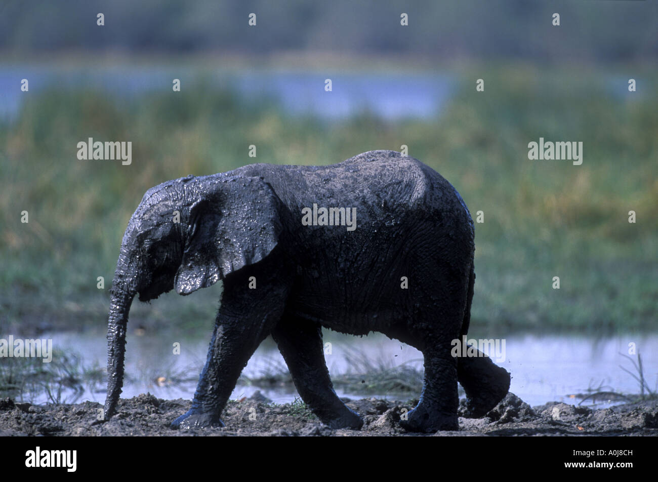 Botswana Moremi Game Reserve Young Elephant calf Loxodonta africana in ...