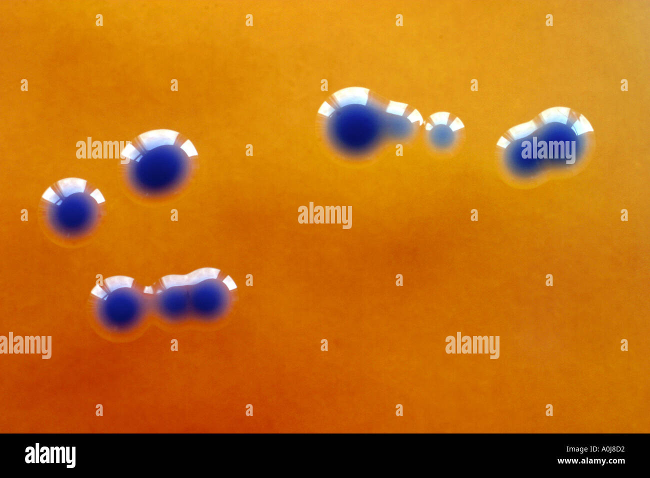 Cloning dna plasmid hi-res stock photography and images - Alamy