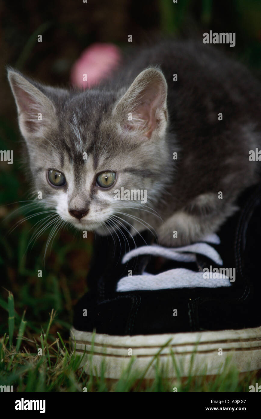 Cat on a shoe Stock Photo - Alamy