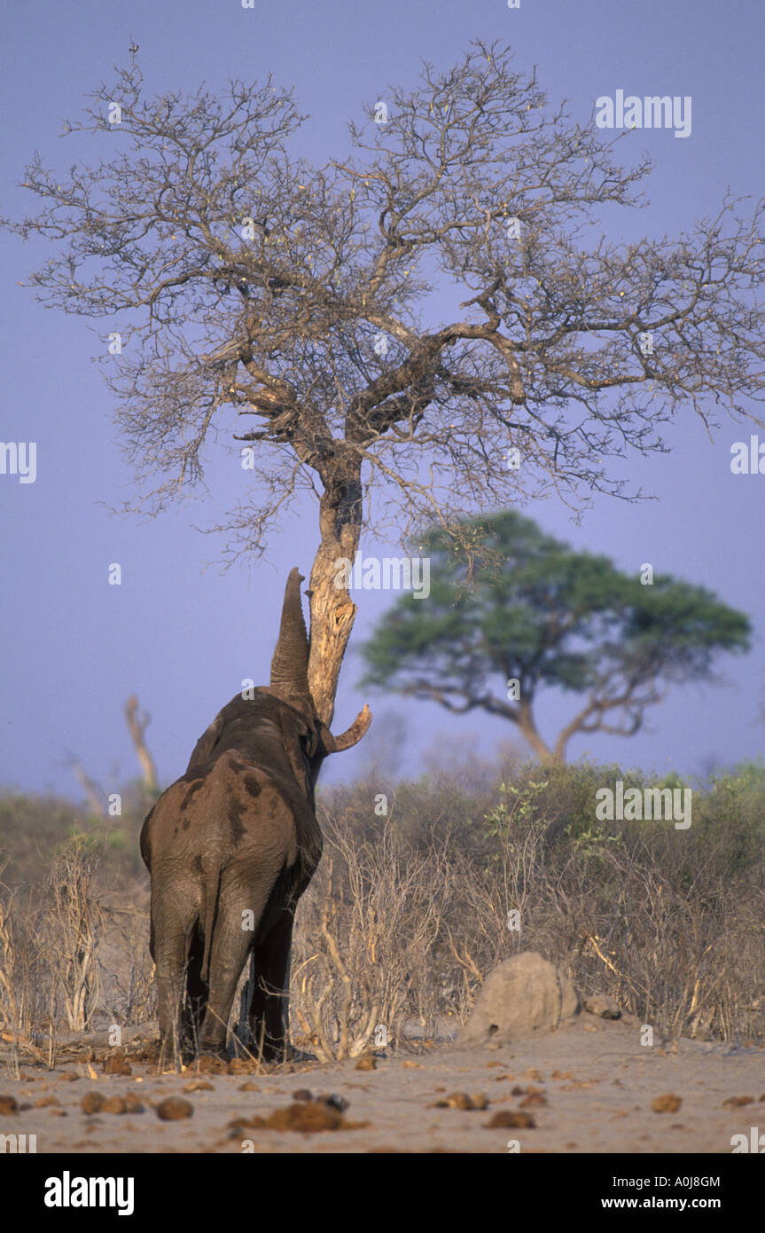 Elephant pushing tree hi-res stock photography and images - Alamy