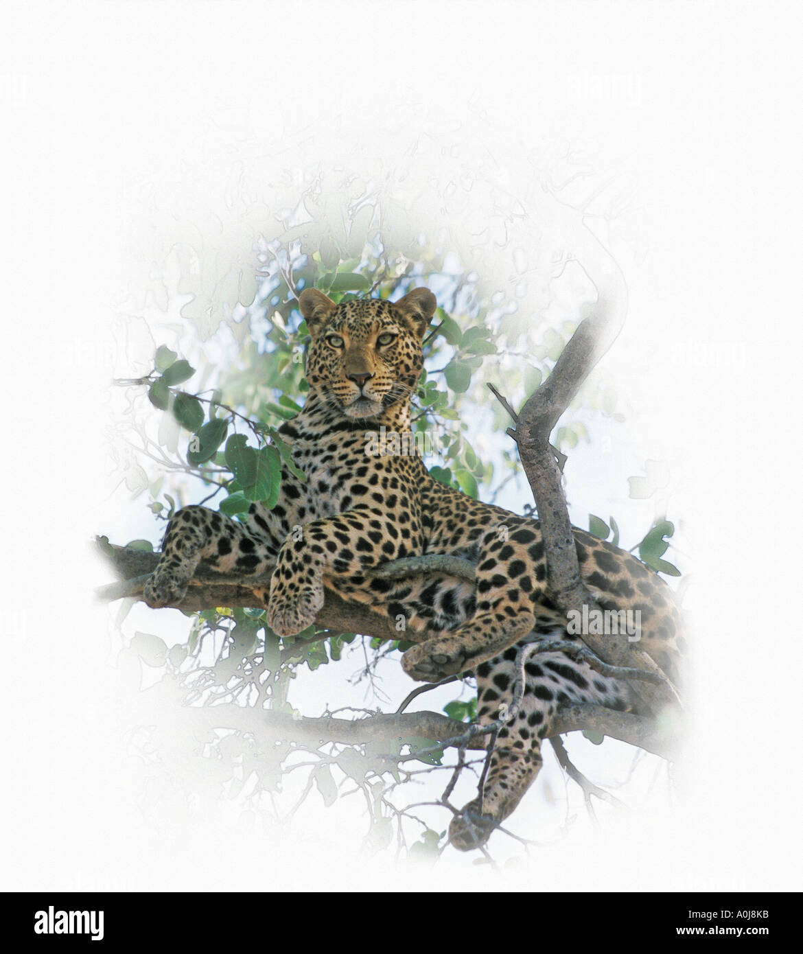 Leopard up a tree at Okonjima in Namibia Stock Photo - Alamy