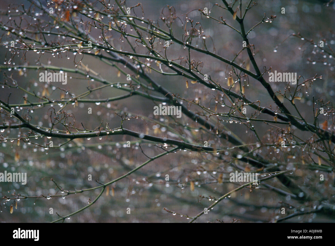 Tree drip hi-res stock photography and images - Alamy