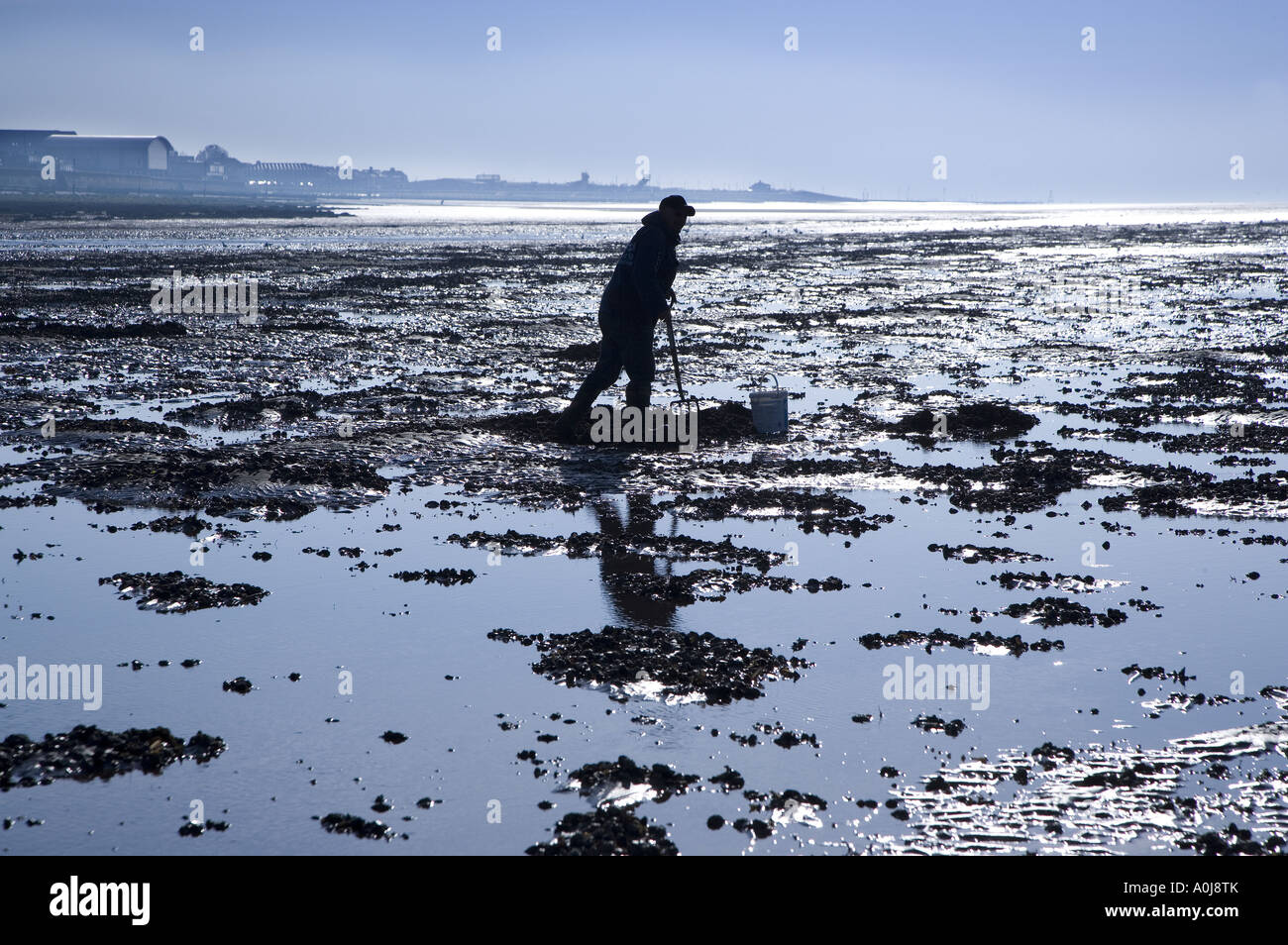 Worm Digging Hunstanton Norfolk UK Stock Photo - Alamy