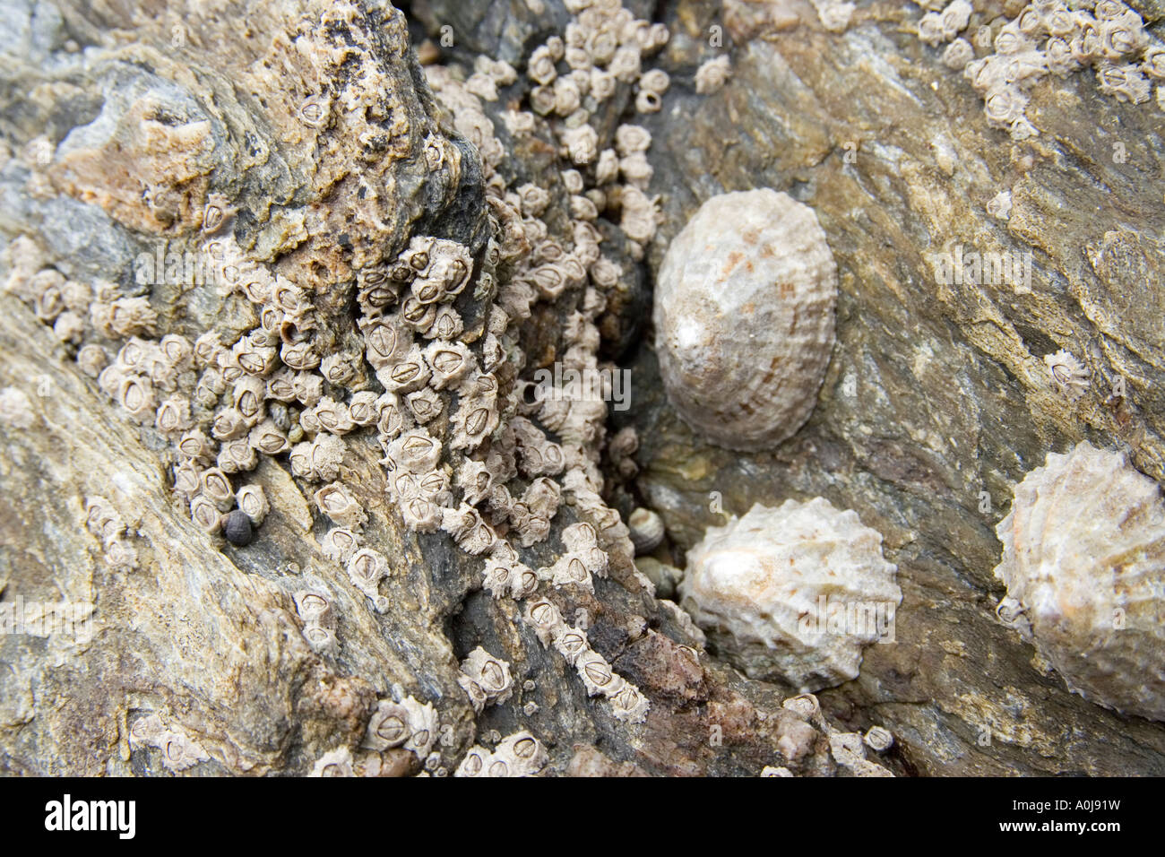 Limpets and barnacles on rock face at beach Stock Photo - Alamy