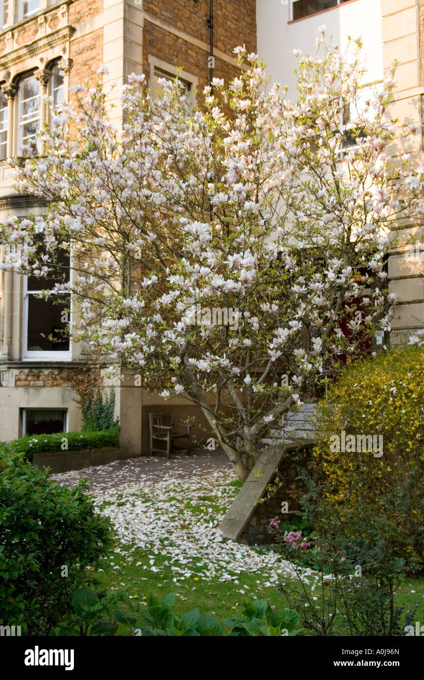 Magnolia shrub outside Victorian terrace of houses in Clifton Bristol ...