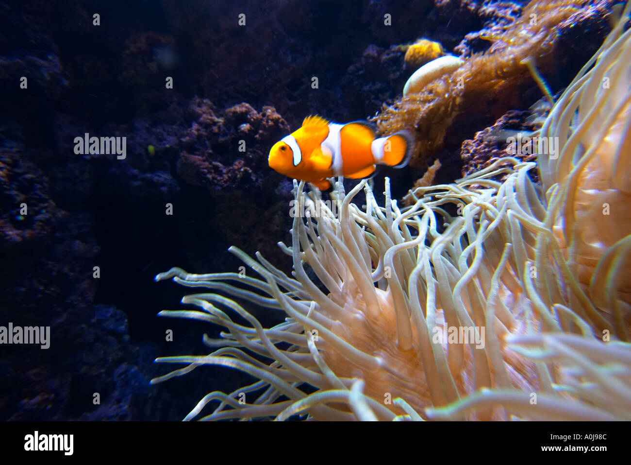 clown fish, anemone Stock Photo - Alamy