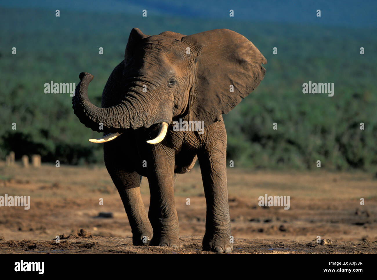 Angry bull elephant hi-res stock photography and images - Alamy