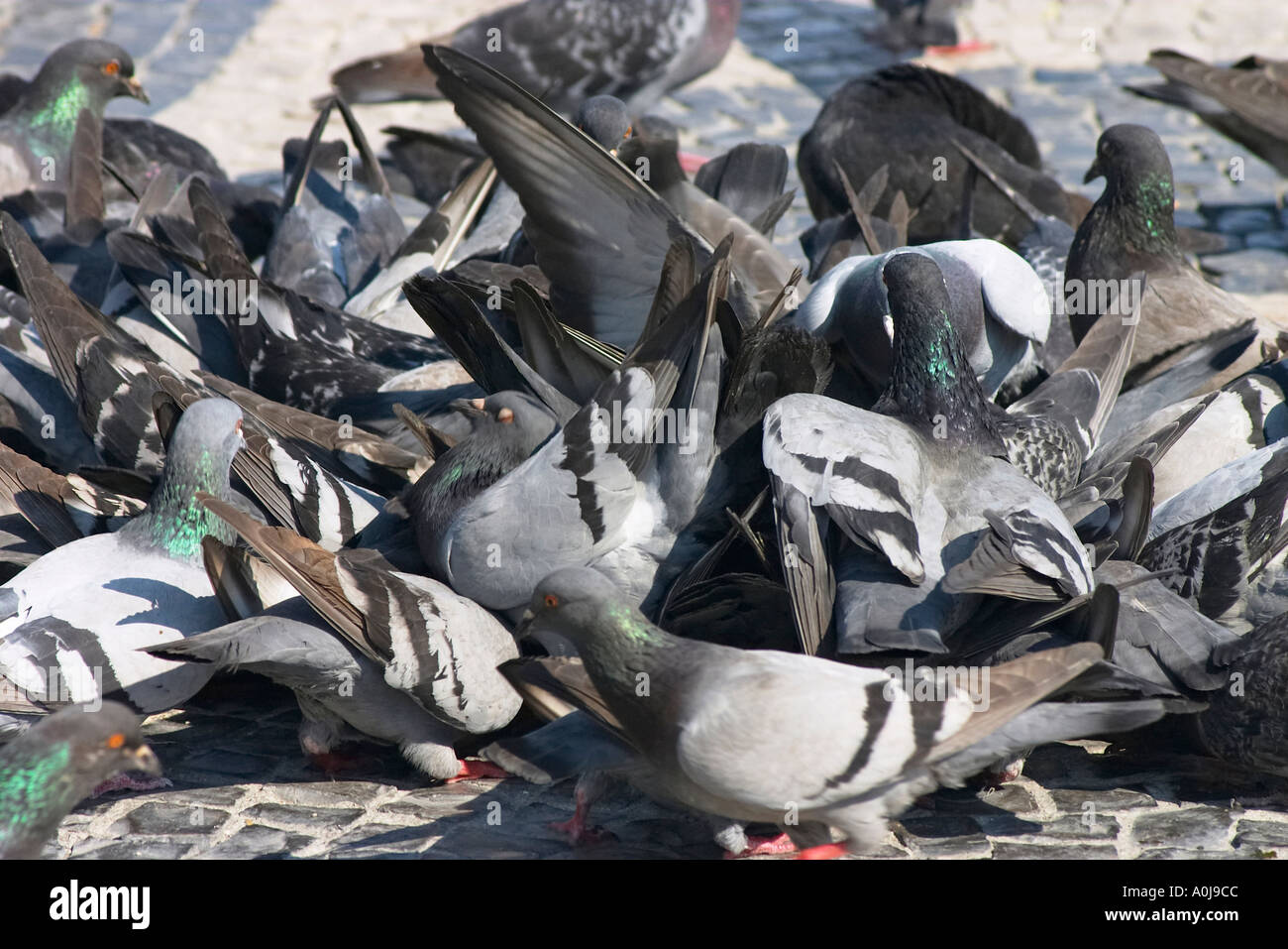 Animal bird pigeons doves hi-res stock photography and images - Alamy