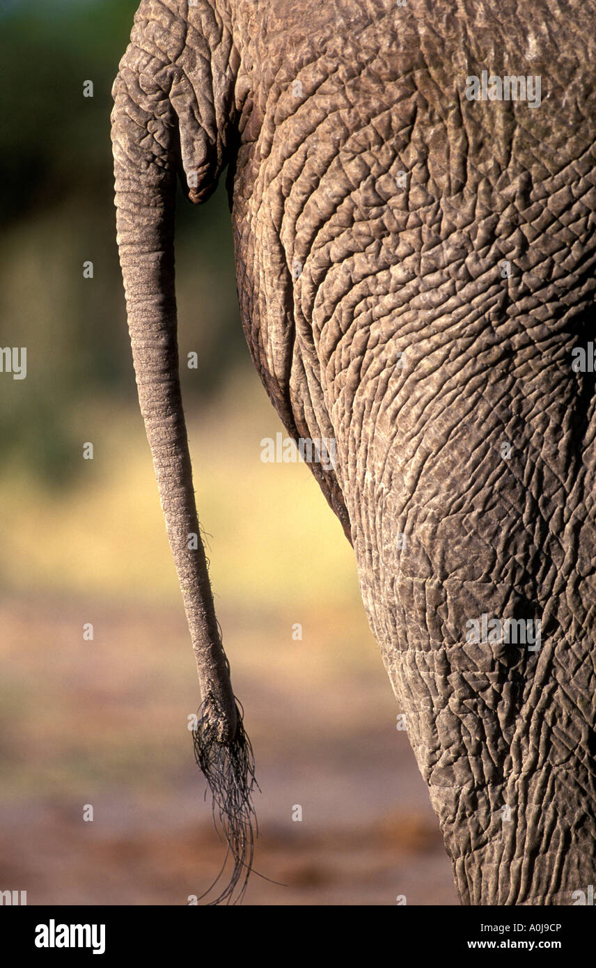 Botswana Chobe National Park Detail of Elephant tail Loxodonta africana ...