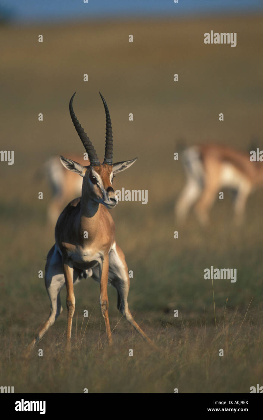Kenya Masai Mara Game Reserve Thomsons Gazelles Gazella thomsonii ...