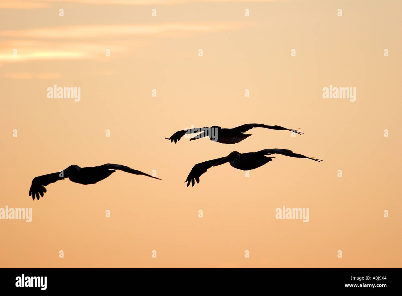 Three pelicans in flight Stock Photo - Alamy
