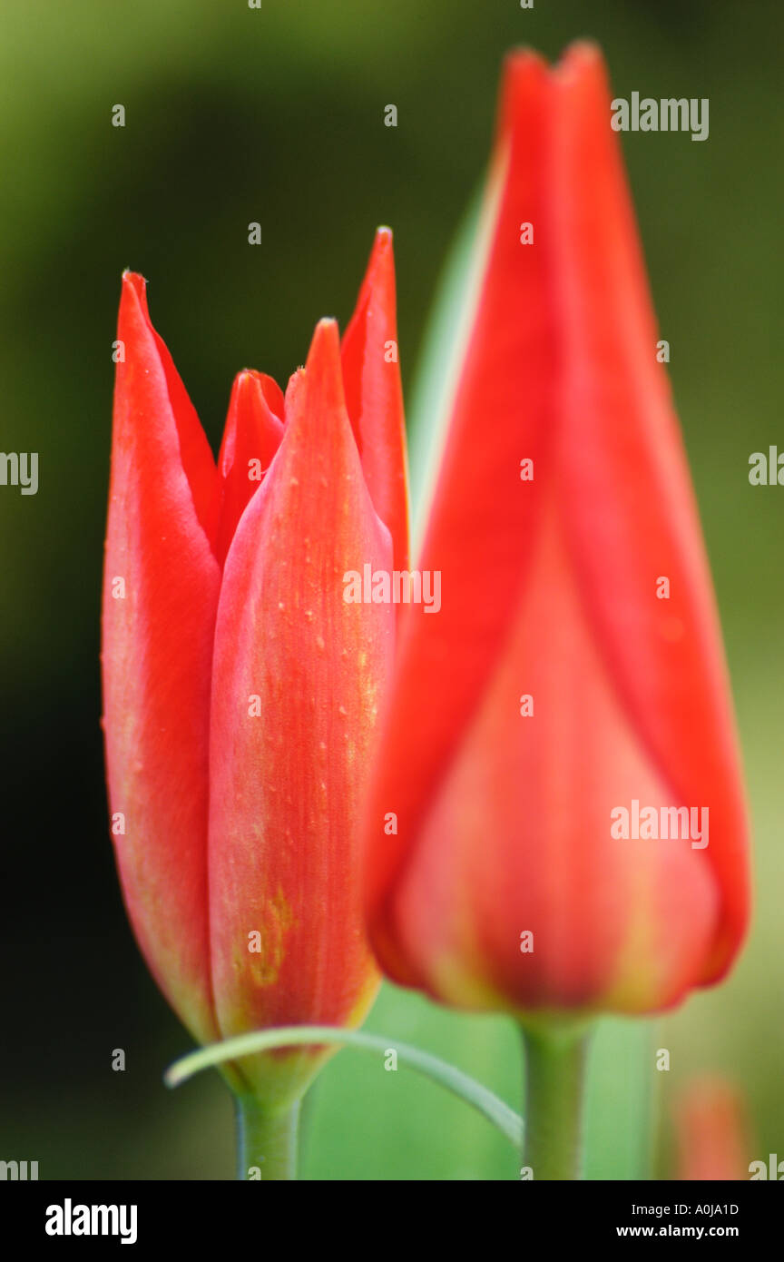 Tulip praestans hi-res stock photography and images - Alamy