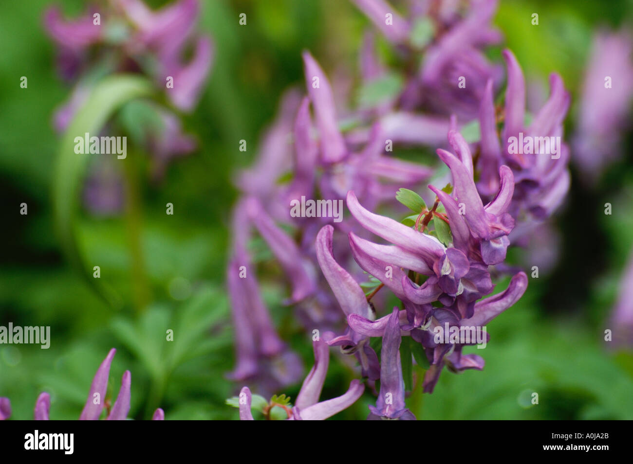 Corydalis leaves hi-res stock photography and images - Alamy