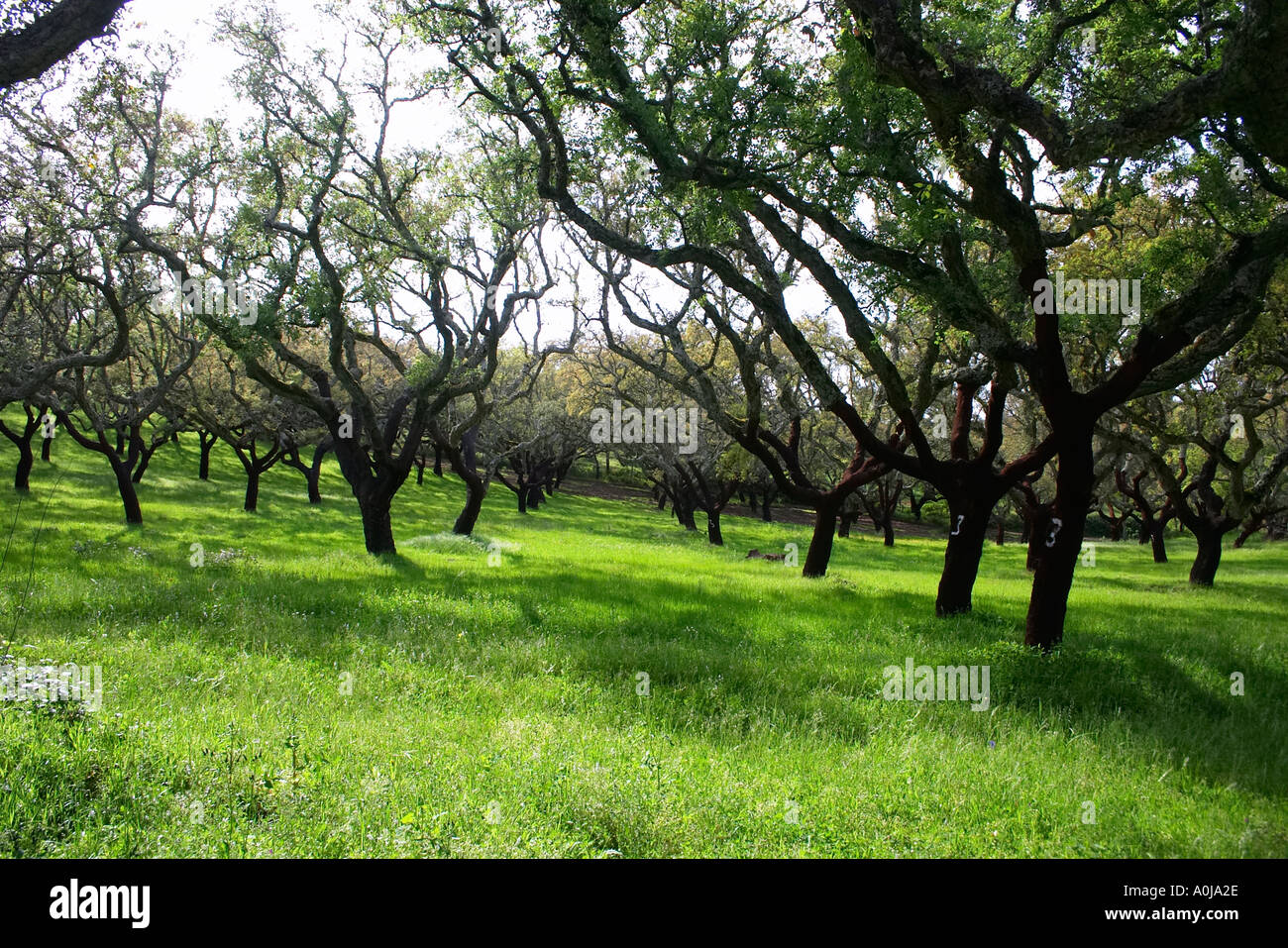 cork oak trees Stock Photo - Alamy