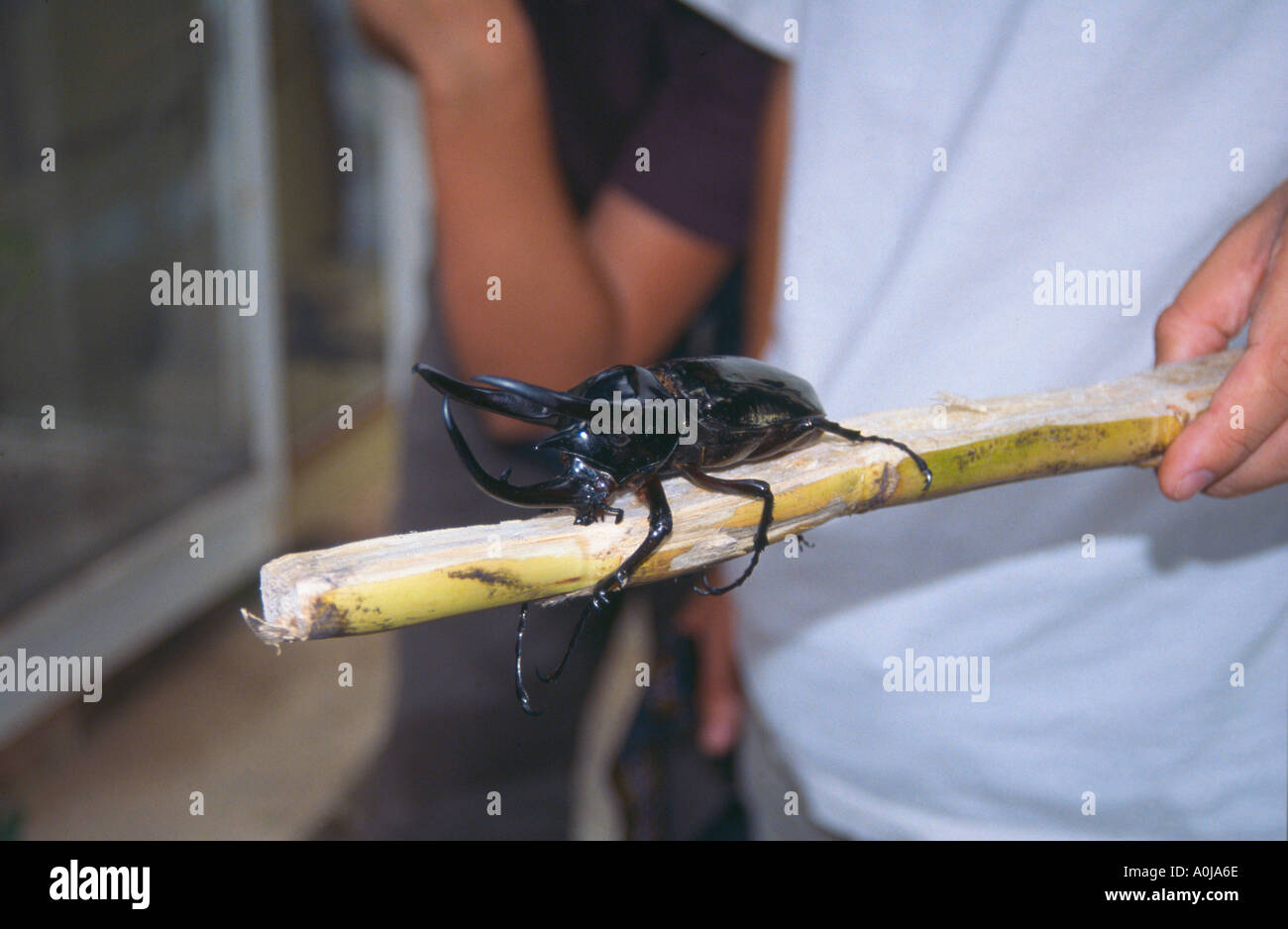 Rhinocerous Beatle Cameron Highlands Stock Photo - Alamy