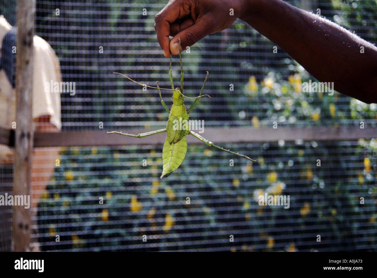 Leaf bug Cameron Highlands Malaysia Stock Photo - Alamy