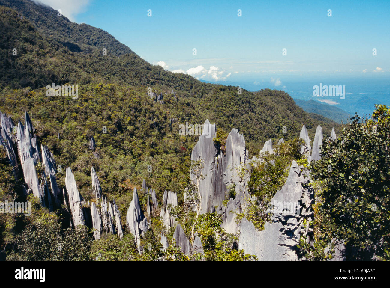 Pinnicles Gunung Mulu National Park Sarawak Malaysia Stock Photo - Alamy
