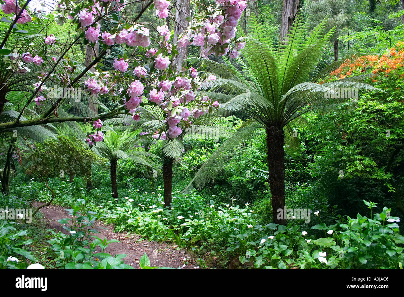 Bucaco national park hi-res stock photography and images - Alamy