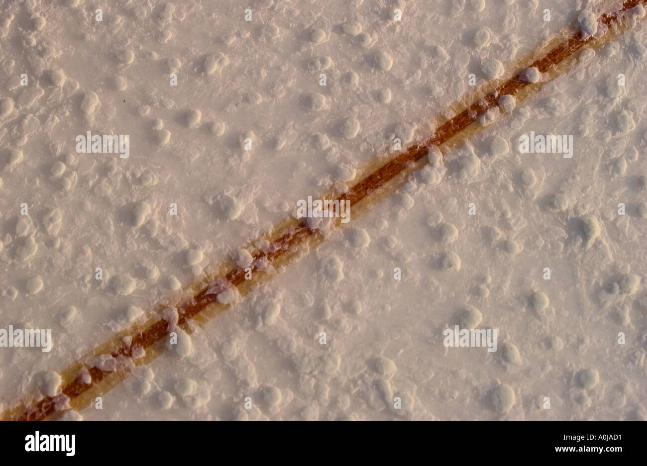 A close-up photograph of wax on a surfboard deck reveals intricate ...