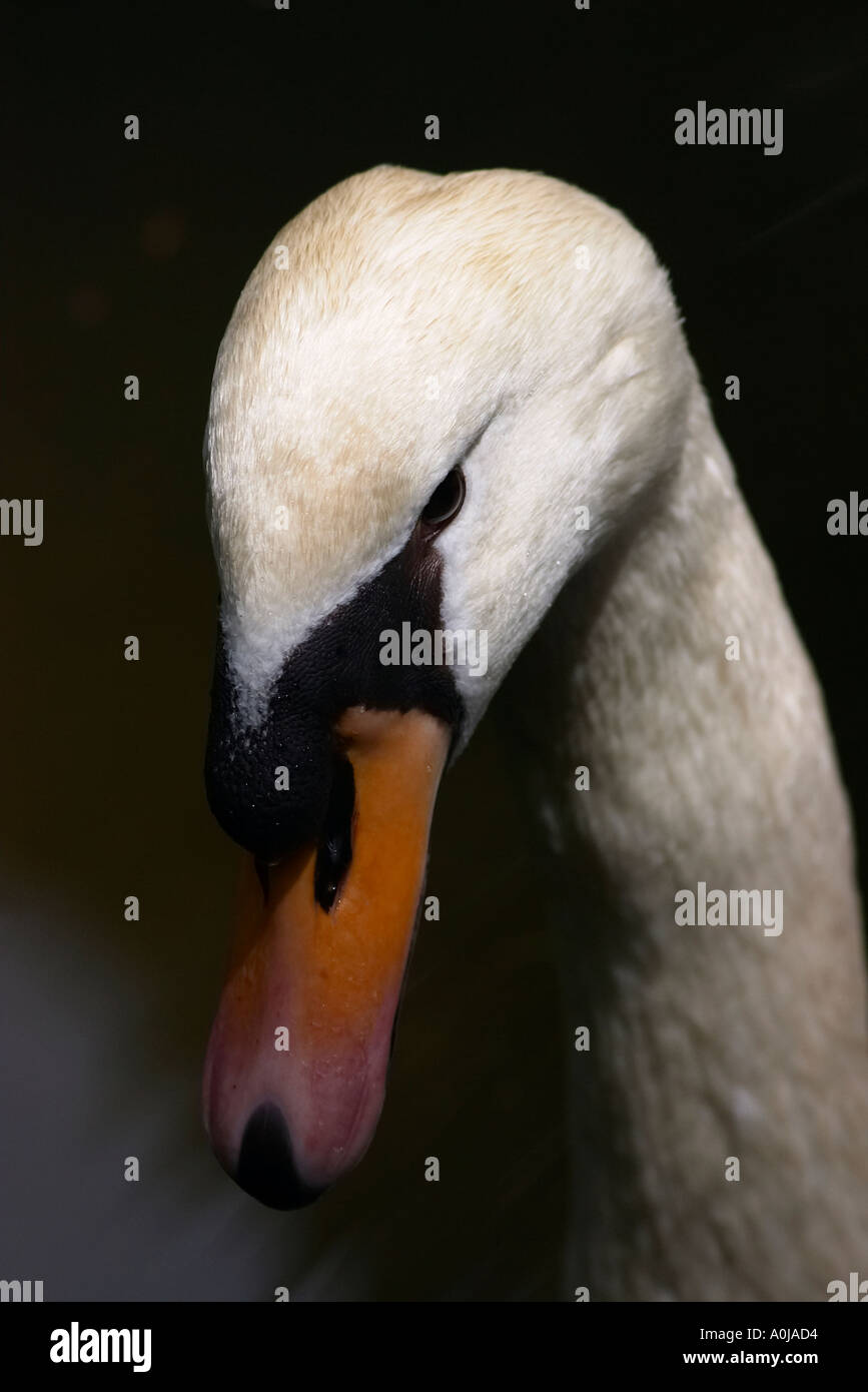 Parts heads swans hi-res stock photography and images - Alamy