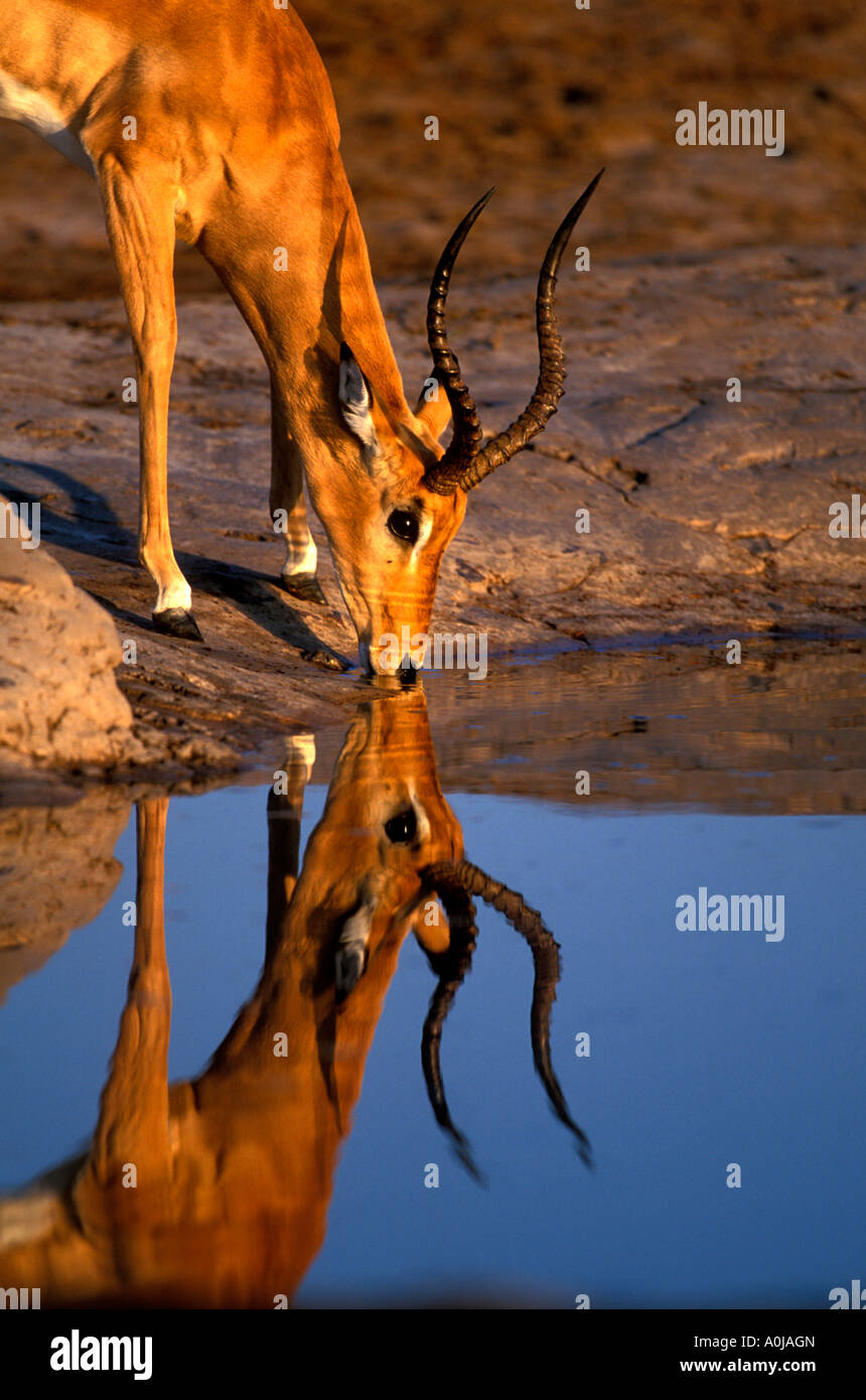 Botswana Chobe National Park Bull Impala Aepyceros melampus is ...