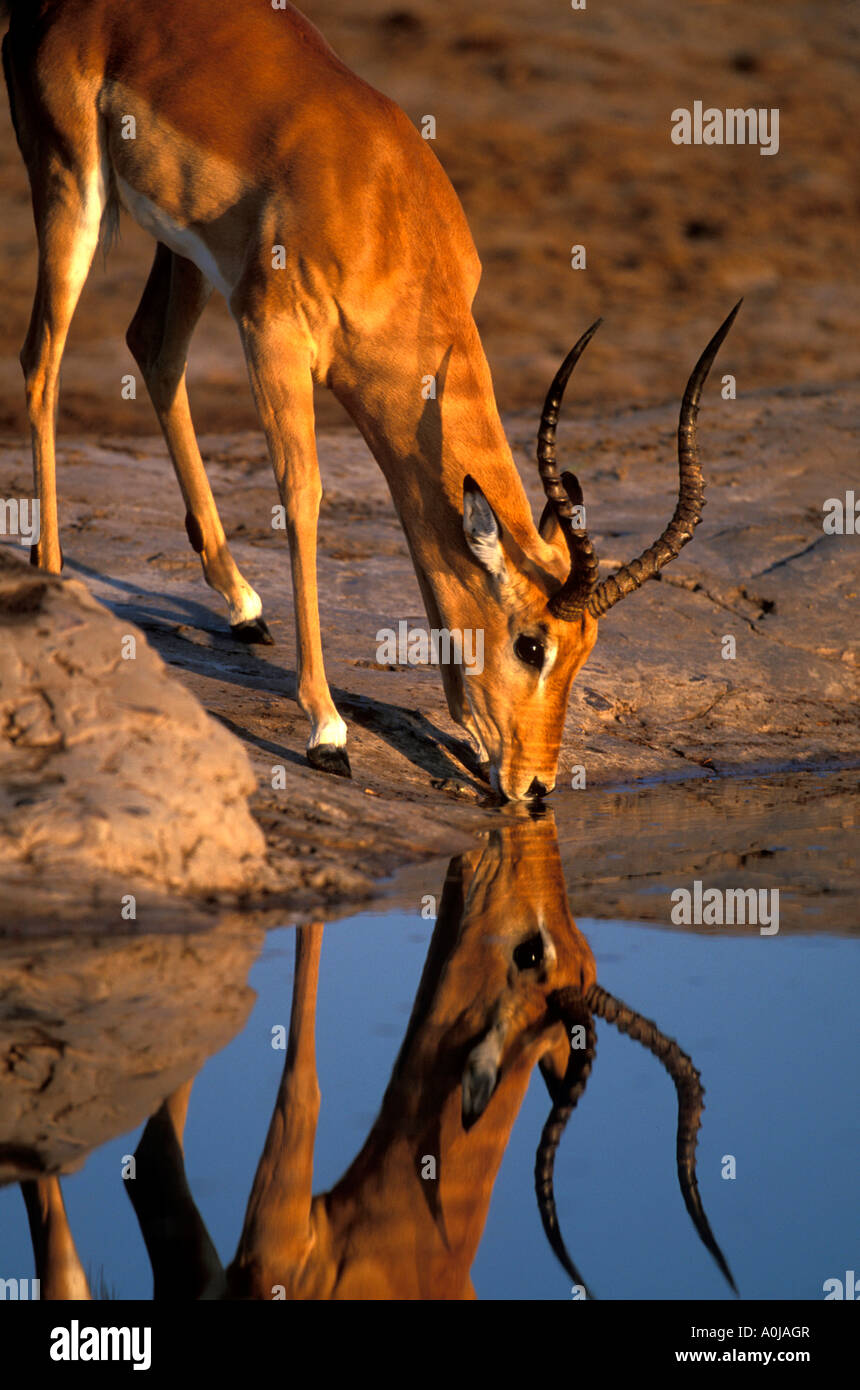 Botswana Chobe National Park Bull Impala Aepyceros melampus is ...