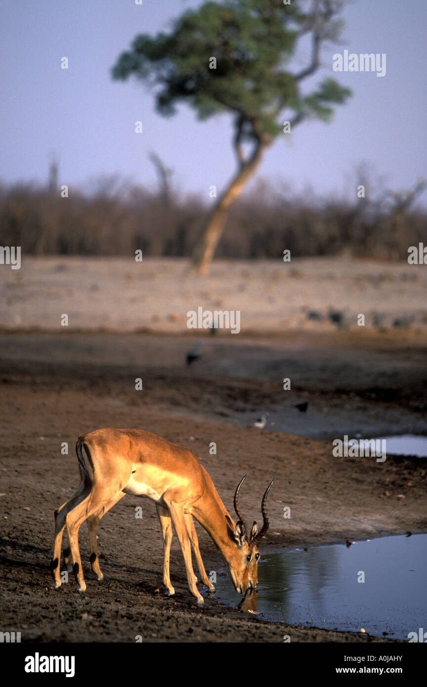 Botswana Chobe National Park Impala herd Aepyceros melampus drinking ...
