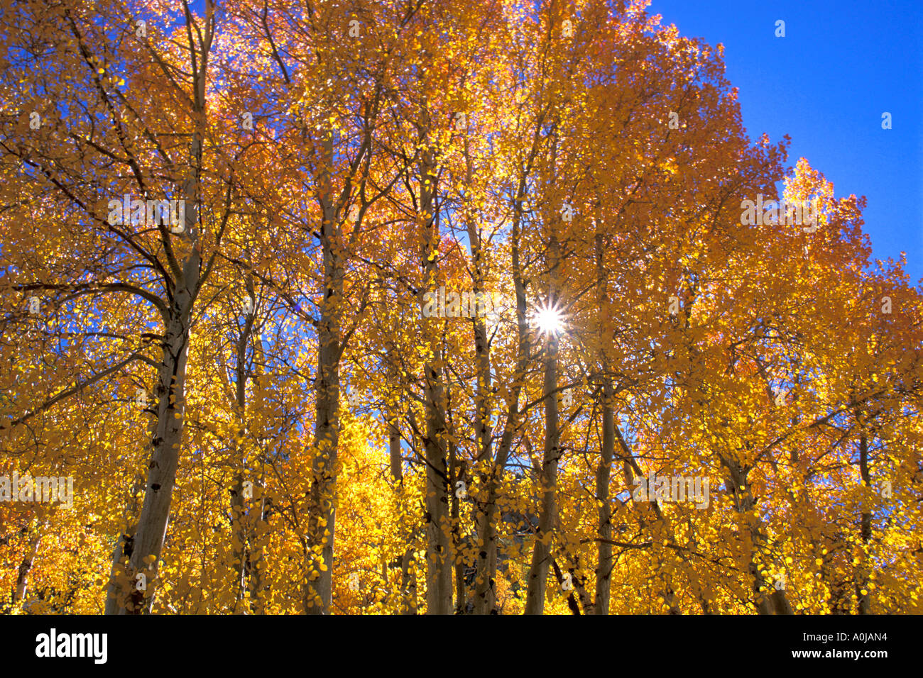 California quaking aspen hi-res stock photography and images - Alamy