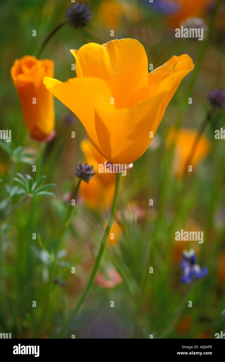 California golden poppy the state flower during the springtime ...