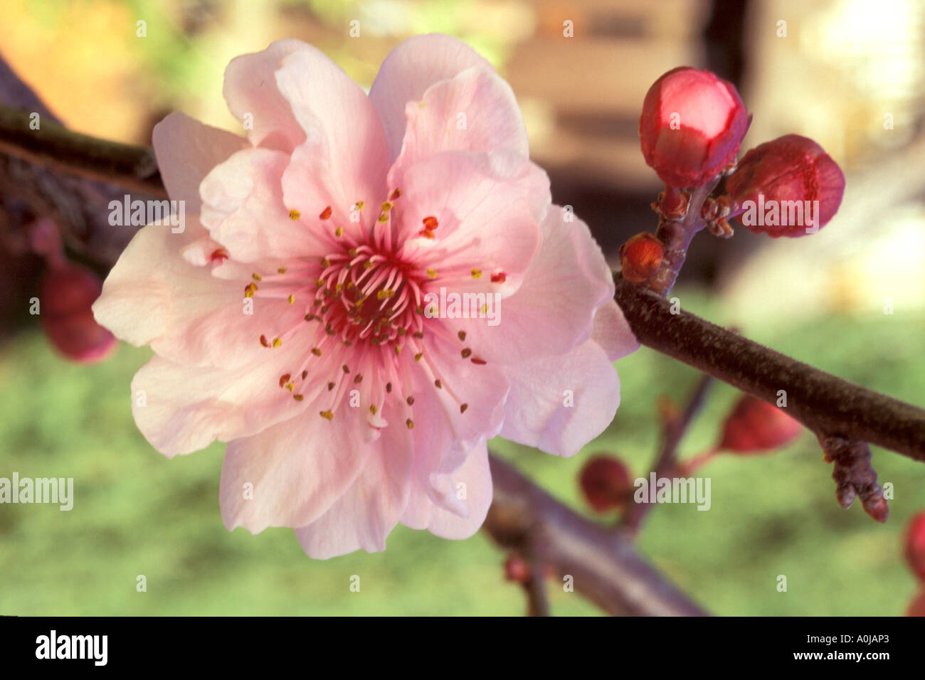Blossom tree during spring hi-res stock photography and images - Alamy
