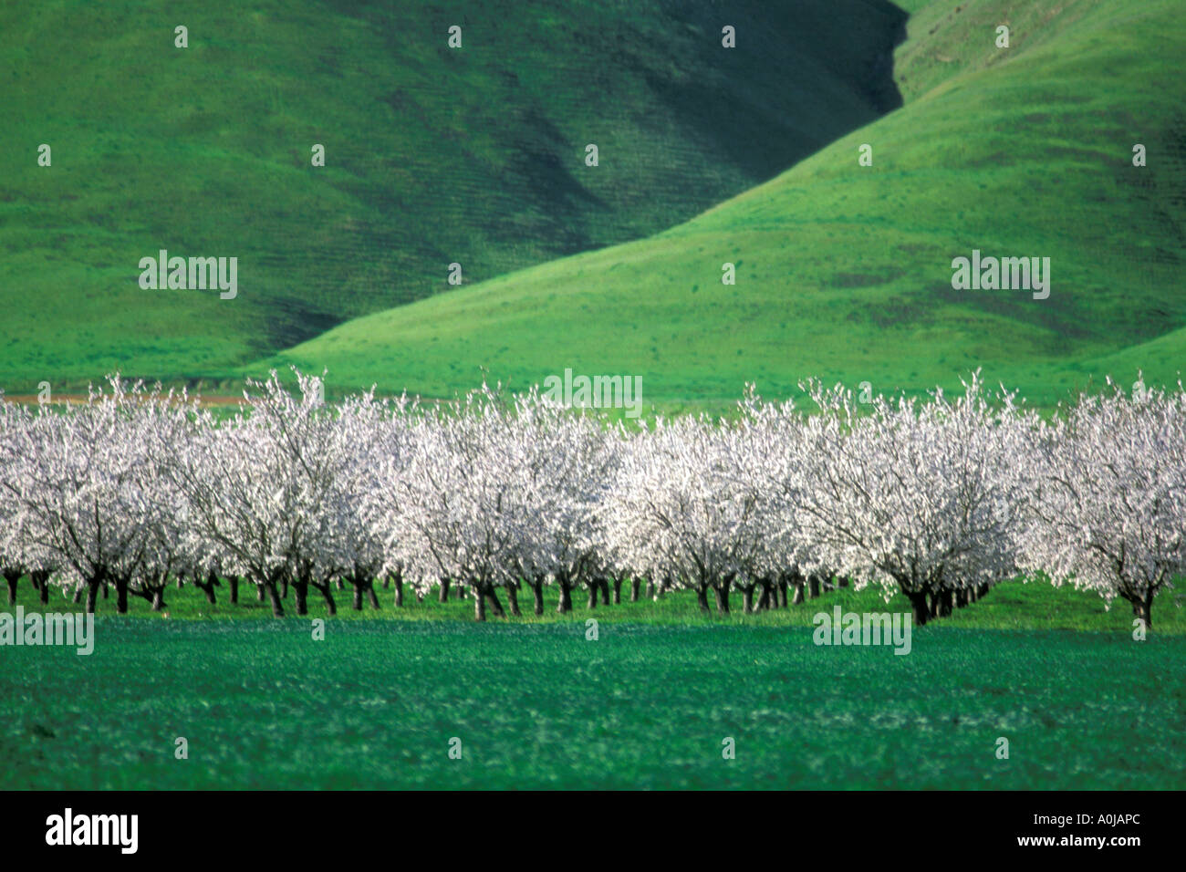fruit orchard in bloom in the Central Valley of California during ...